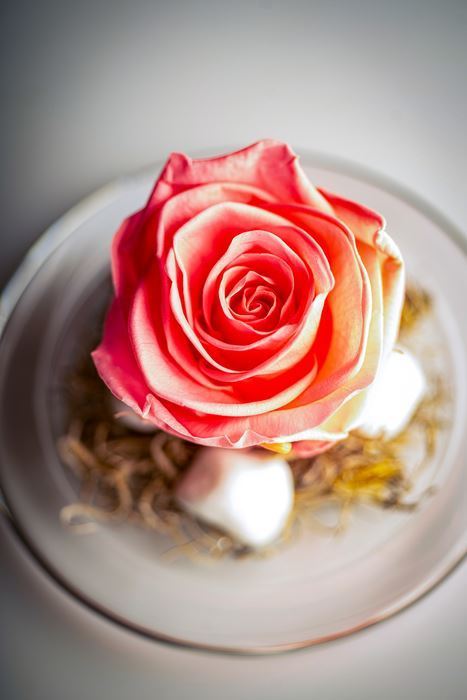 ΑΝΘΟΠΩΛΕΙΟ ΣΑΠΟΥΝΤΖΑΚΗΣ : Forever Rose Ροζ Μικρό